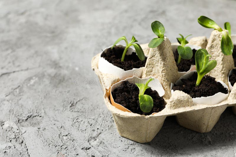 Growing Plants in Egg Box, Space for Text Stock Photo - Image of herb ...