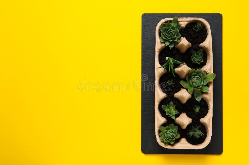 Growing Plants in Egg Box, Space for Text Stock Photo - Image of tool ...