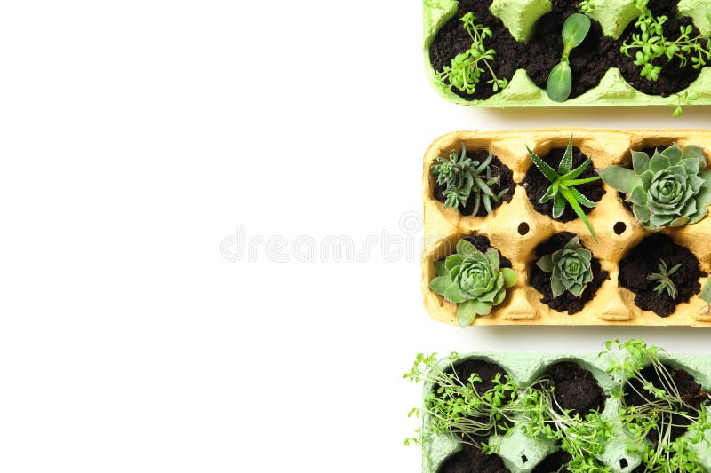Growing Plants in Egg Box, Space for Text Stock Image - Image of grow ...
