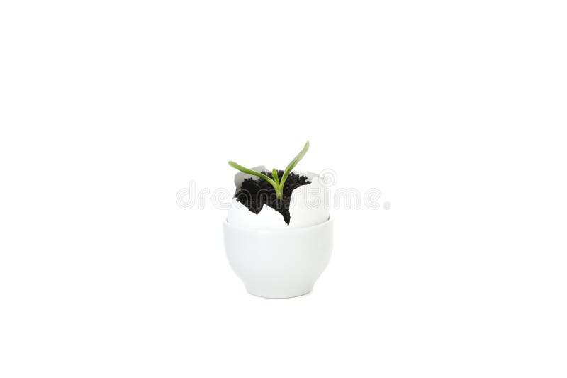 Growing Plants in Egg Shell, Isolated on White Background Stock Photo ...