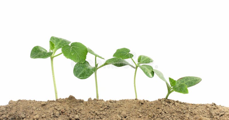 Growing plants stock photo. Image of earth, closeup, garden - 52217522