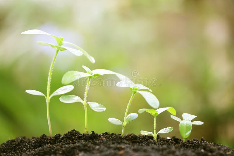 Growing plants stock image. Image of earth, plant, green - 52233111