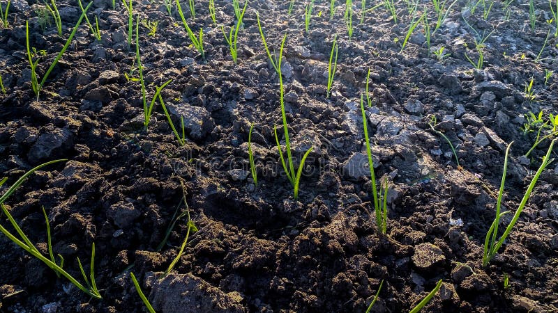 Growing Plants in the Ground Stock Image - Image of stem, ground: 277508925