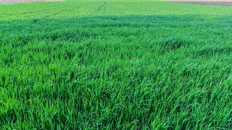Growing Plants in the Ground Stock Image - Image of cultivation, soil ...