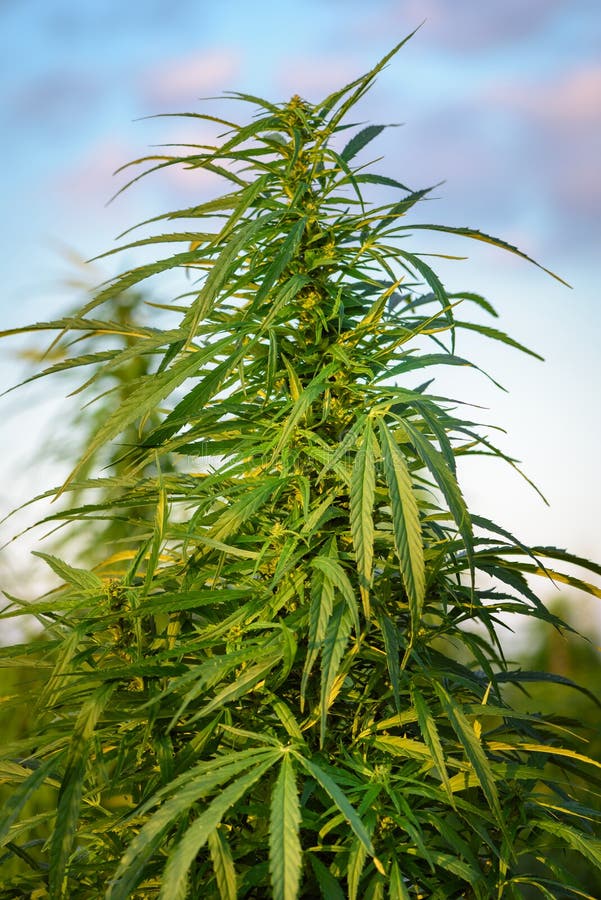 Growing plants marijuana stock photo. Image of marihuana - 76683074