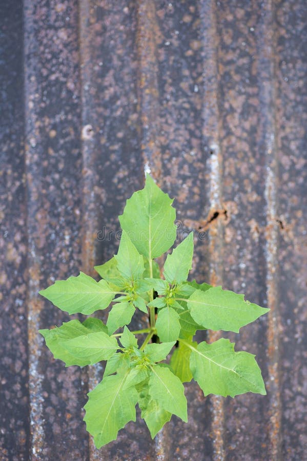 Growing Plants Pierce from Decaying Old Material Stock Image - Image of ...