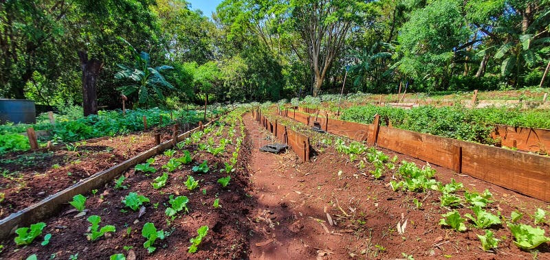 Growing Plants. Plantation with Various Vegetables on Farm in Sunny Day ...