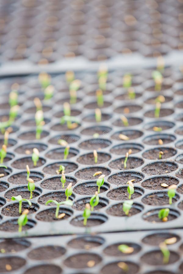Growing Plants of Seedlings Stock Image - Image of soil, growth: 86967129