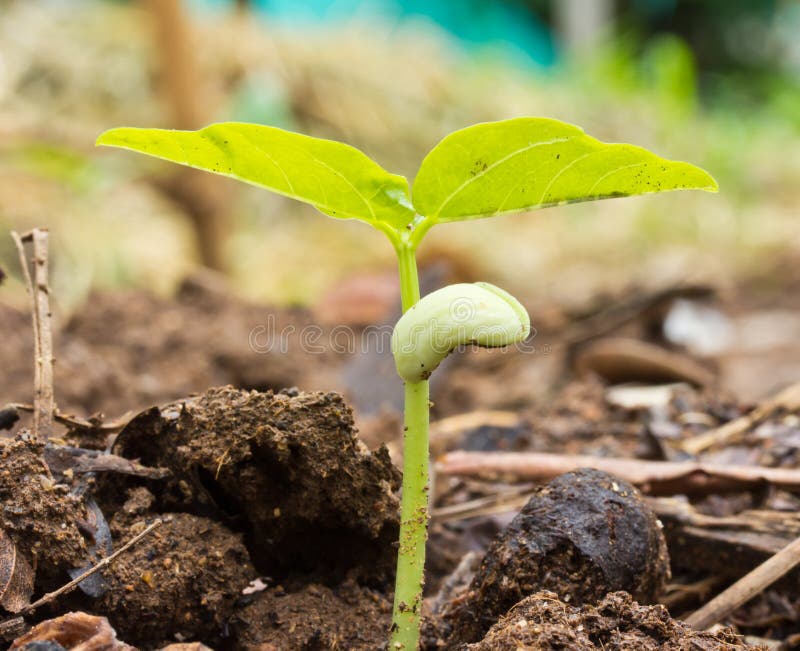 Growing plants stock photo. Image of gardening, growth - 41583076