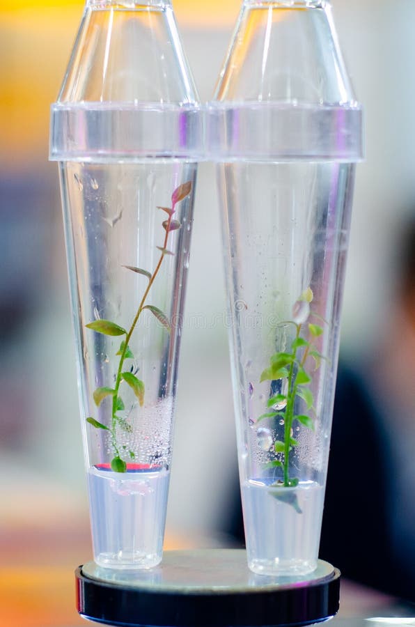 Growing Plants in Test Tubes Stock Photo - Image of glass, leaf: 173241564