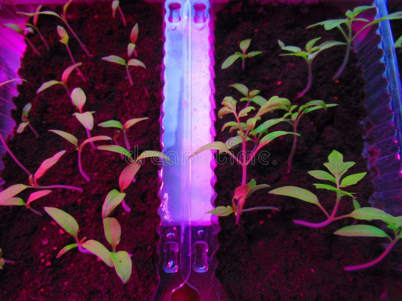 Growing Plants Under Fluorescent Lighting on a Windowsill Stock Photo ...