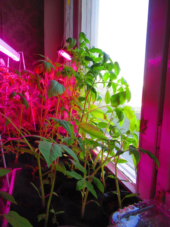 Growing Plants Under Fluorescent Lighting Windowsill Stock Photos ...