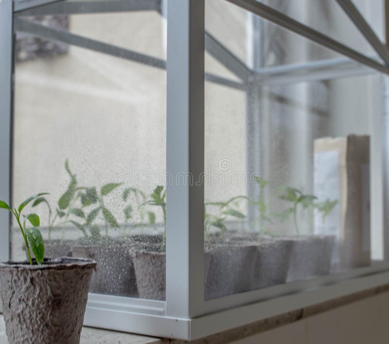 Plants Growing in the Window Stock Photo - Image of denmark, green ...