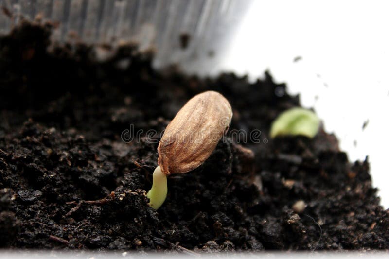 Growing plum from seed. stock image. Image of leaf, nature - 355951201