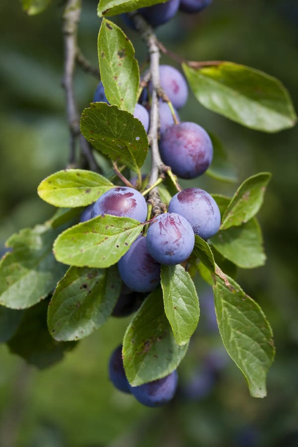 Growing plums stock image. Image of drink, plum, adult - 42914311