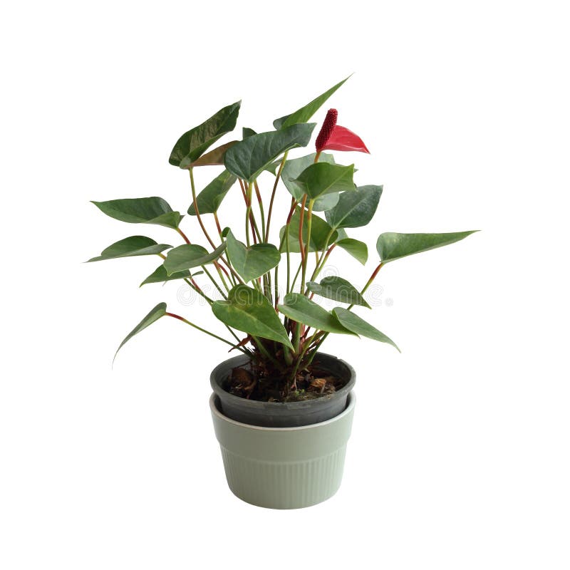 Small Anthurium stock photo. Image of colorful, blooming - 129446604