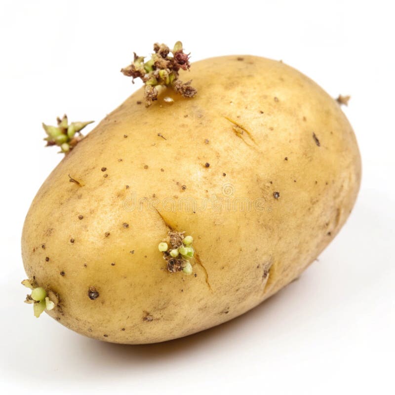 Growing Potato Isolated on White Background Stock Illustration ...