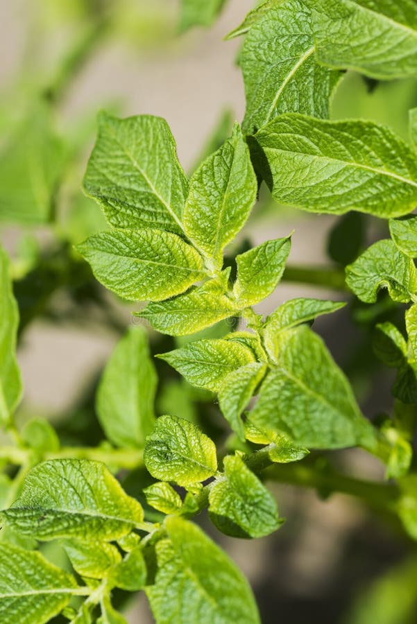 Growing potato stock photo. Image of leaf, botany, macro - 55074670