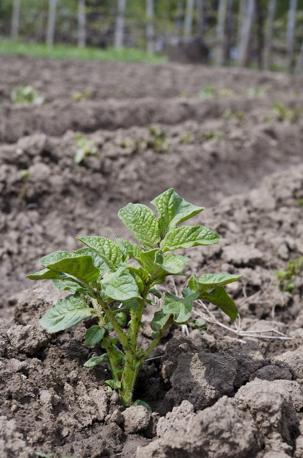 Growing Potatoes in the Land Stock Image - Image of dirt, agriculture ...