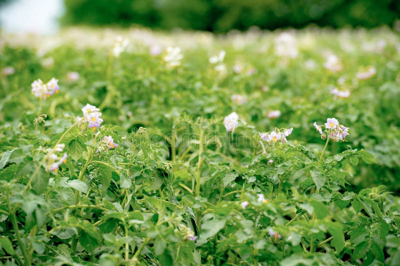 Growing Potatoes Plant. Flowering Field with Potato Stock Image - Image ...