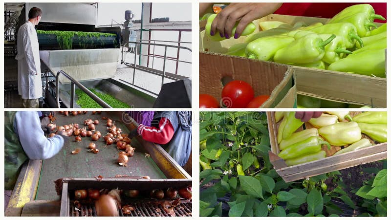 Vegetable Production-Multi Screen Stock Footage - Video of field, juicy ...