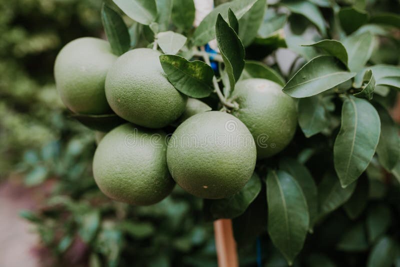 Growing and Pruning Grapefruit - Supporting Tree Branches from Breaking ...