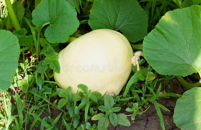 Growing Pumpkin Plant with Three Leaves Stock Photo - Image of pumpkin ...