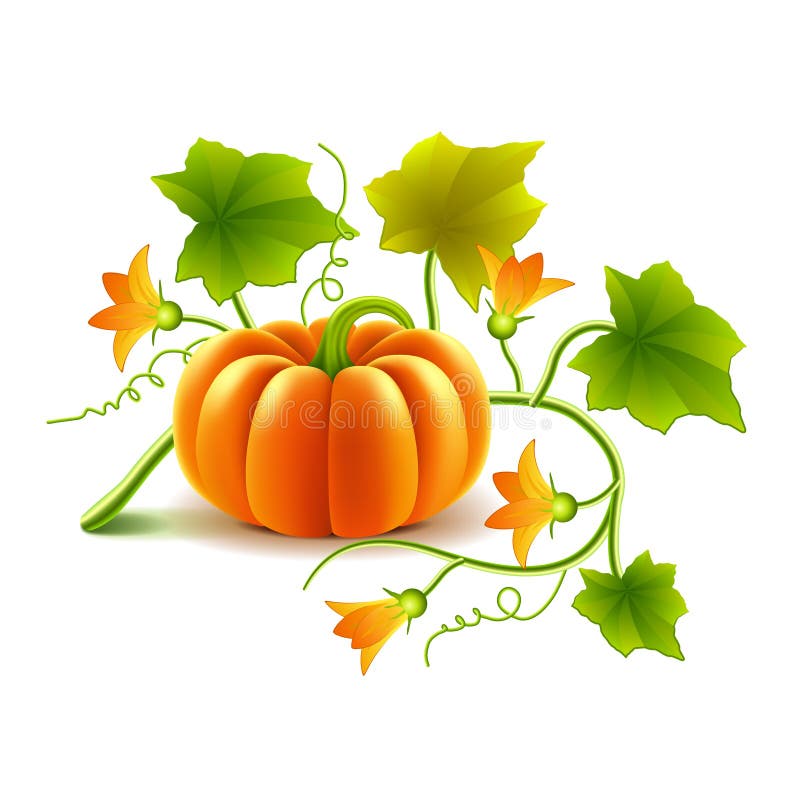 Growing Pumpkin Plant Isolated on White Vector Stock Vector ...