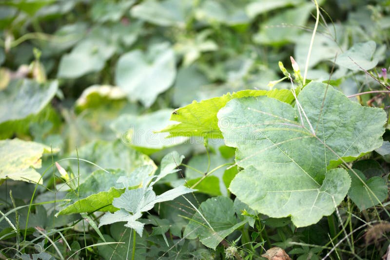 Growing Pumpkin Seedlings in Autumn Stock Photo - Image of fields, wild ...