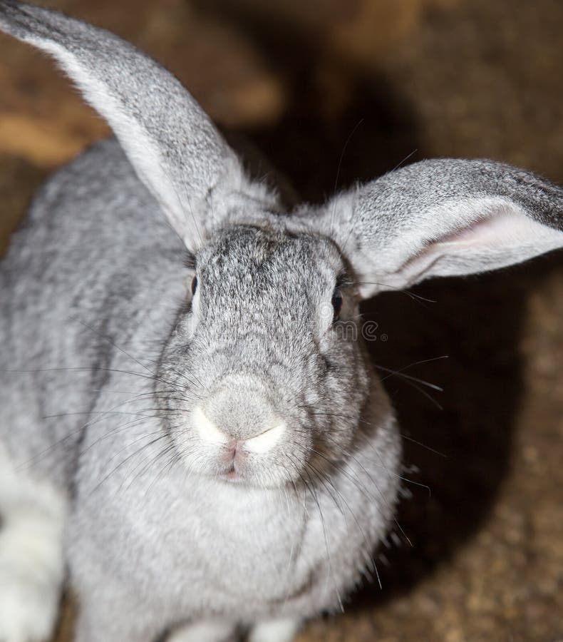 Growing Rabbits on the Farm Stock Image - Image of easter, fluffy ...