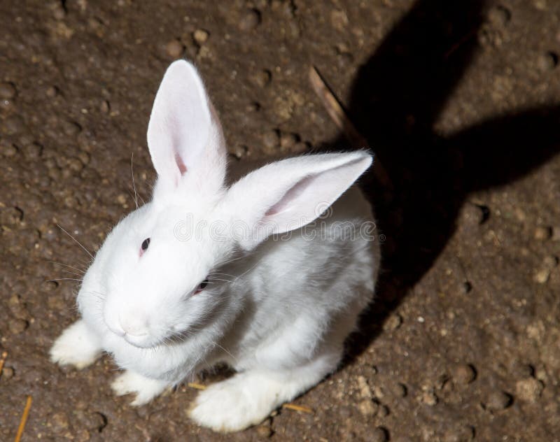 Growing rabbits on a farm. stock image. Image of good - 104055685