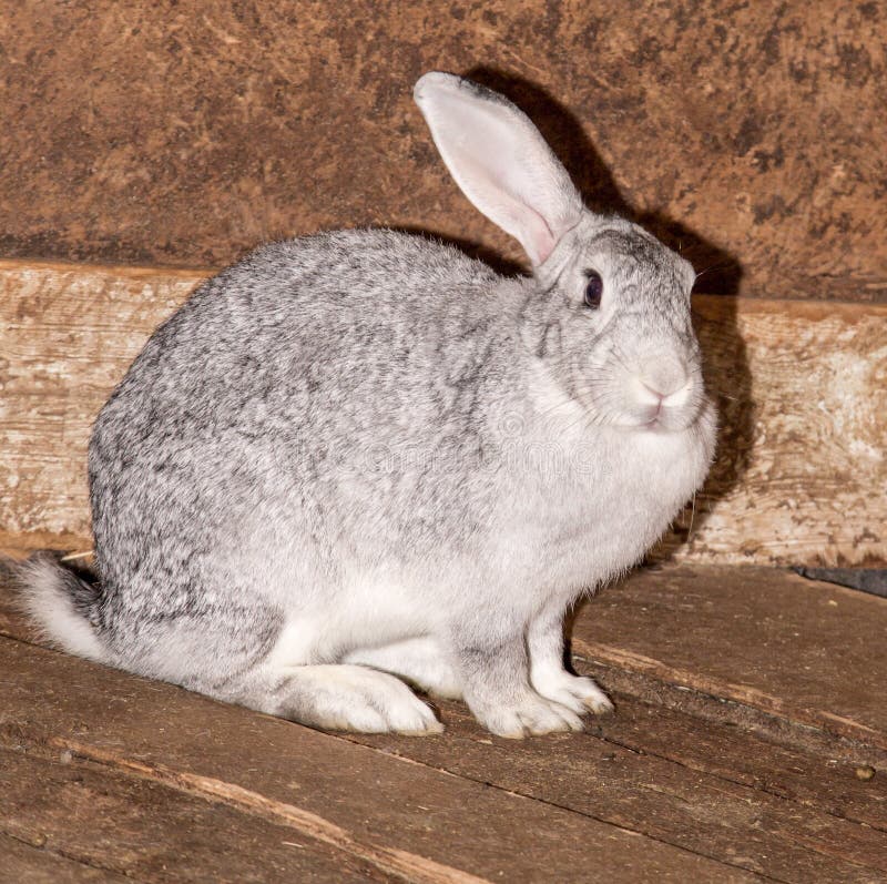 Growing Rabbits on the Farm Stock Photo - Image of easter, beautiful ...
