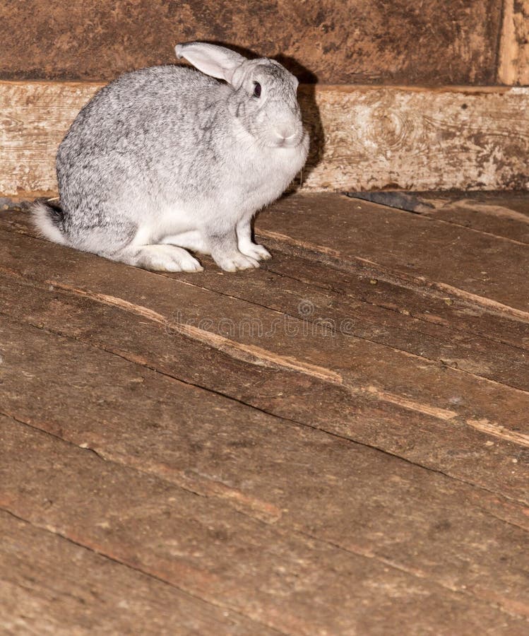 Growing Rabbits on the Farm Stock Photo - Image of cony, cute: 111465726