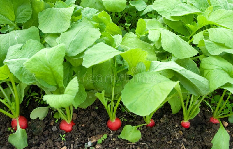 Growing radish stock photo. Image of bright, root, ridge - 14350044