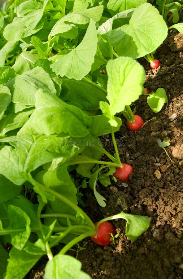 Growing radish stock photo. Image of vitamins, radish - 17781196