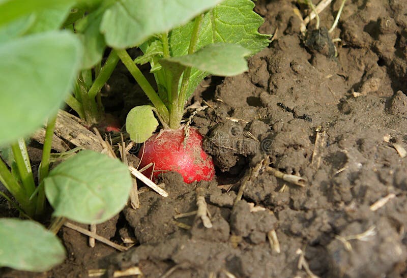 Growing radish plants stock photo. Image of plantation - 269736206