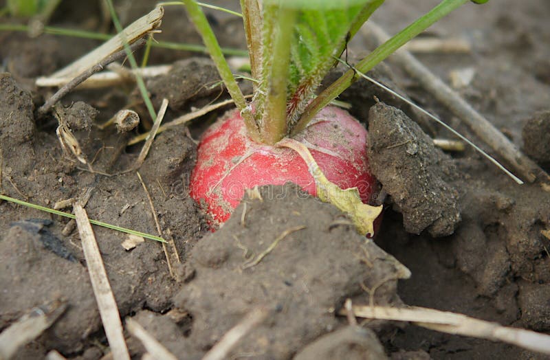 Growing radish plants stock image. Image of healthy - 269736209