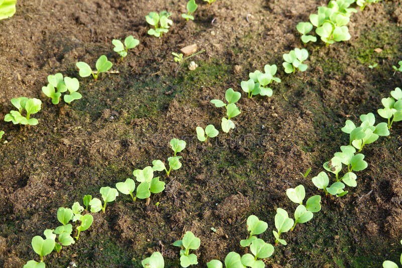 Growing Radishes in Rows. Young Radish Plants Growing in the Vegetable ...