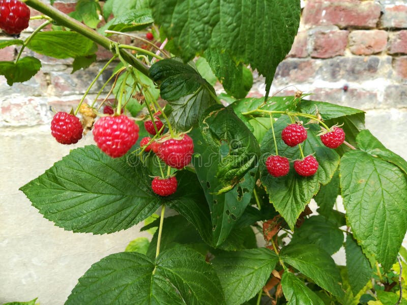 Growing raspberries stock photo. Image of green, isolated - 98351952