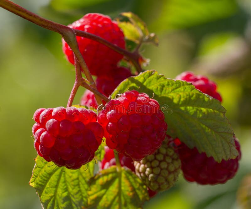 Growing raspberries. stock photo. Image of green, decorative - 58472896