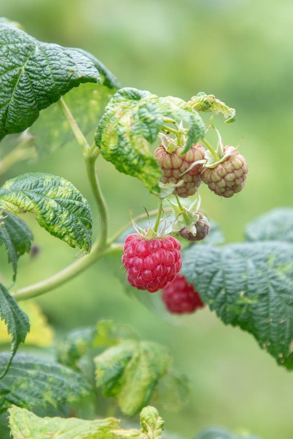 Growing raspberry stock photo. Image of harvest, greenery - 191902590