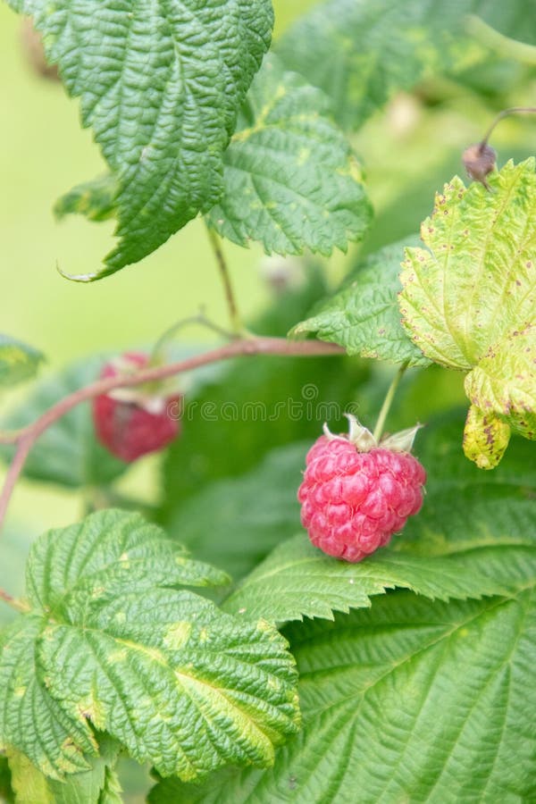 Growing raspberry stock image. Image of environment - 191902587