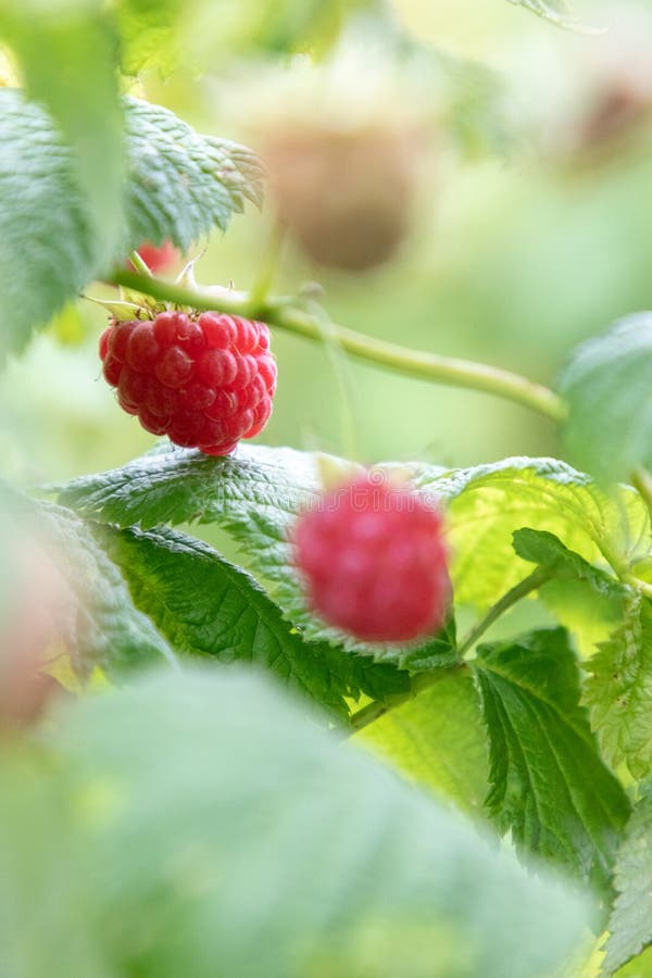 Growing raspberry stock image. Image of veggie, pink - 191902599