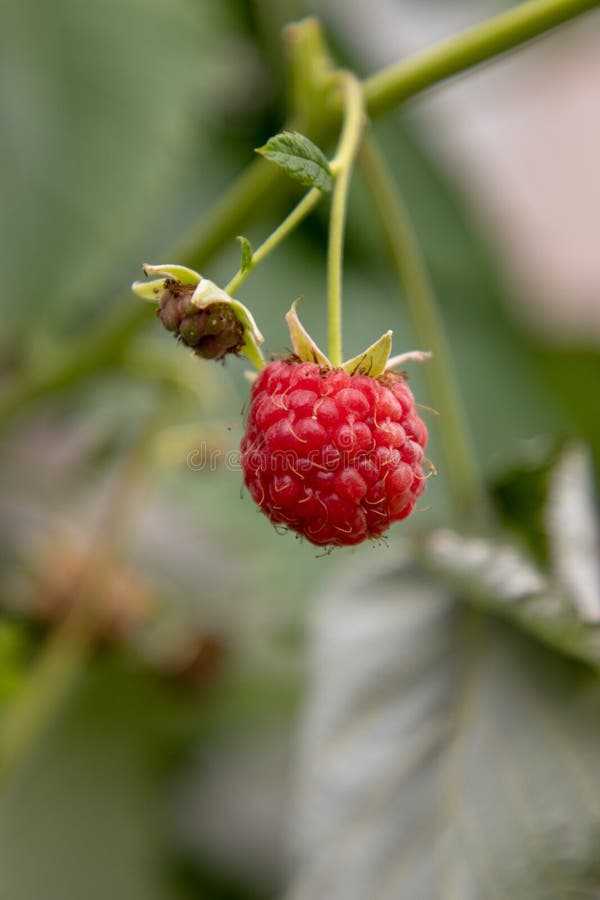 Growing raspberry stock image. Image of veggies, green - 191902605