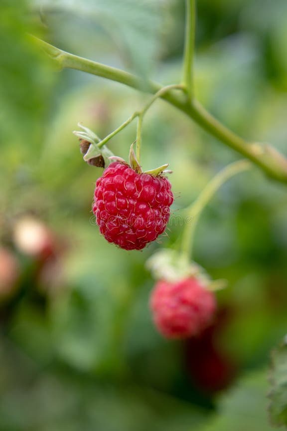 Growing raspberry stock photo. Image of green, greenery - 191902614