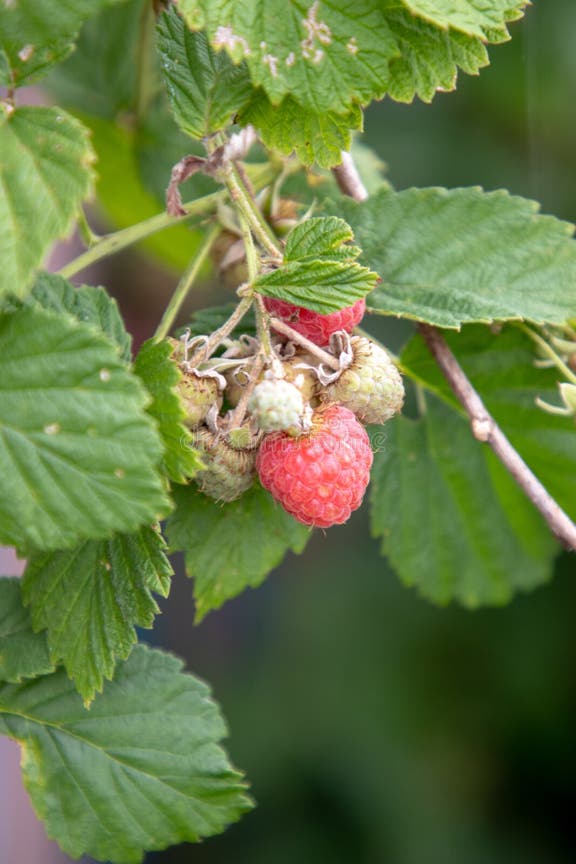 Growing raspberry stock image. Image of countryside - 191902621