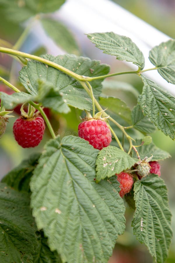 Growing raspberry stock image. Image of nature, still - 191902627