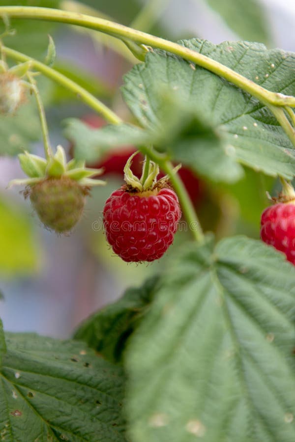 Growing raspberry stock photo. Image of fresh, life - 191902636