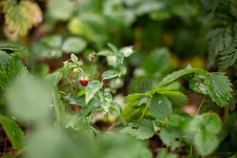 Growing Raspberry Fruit on the Raspberry Plant Stock Image - Image of ...