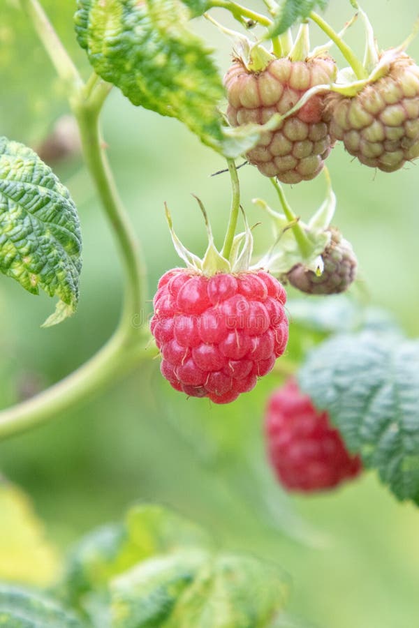 Growing raspberry stock photo. Image of beautiful, raspberry - 191902596